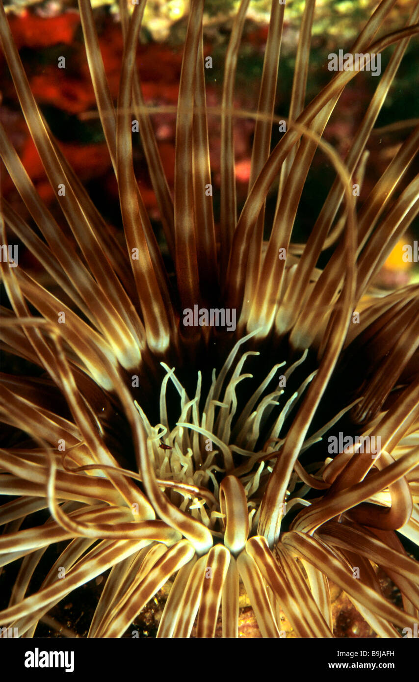 Cerianthus membranaceus hi-res stock photography and images - Alamy