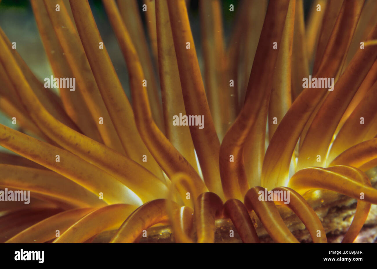 Cerianthus membranaceus hi-res stock photography and images - Alamy