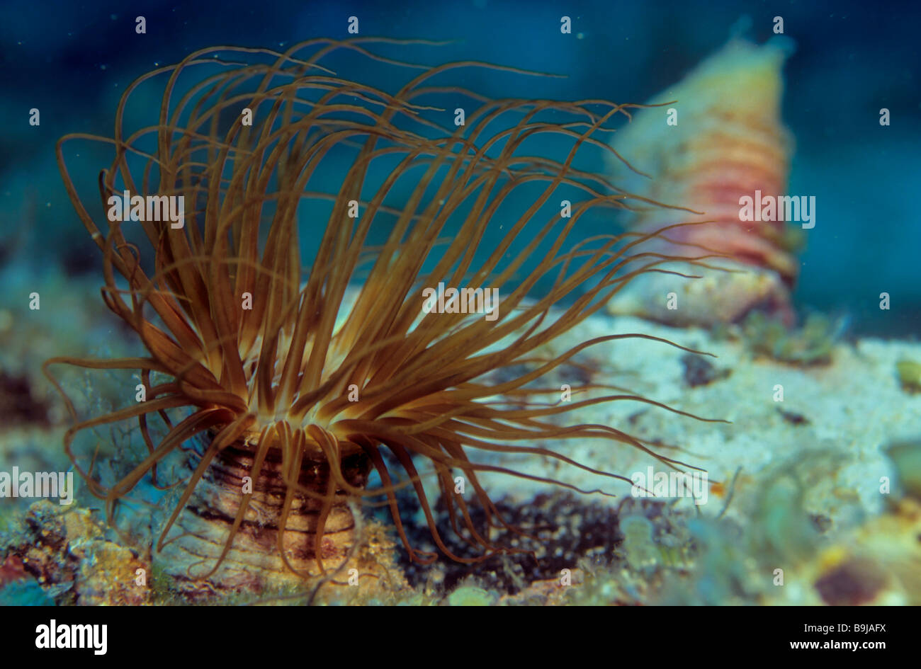 Cerianthus Membranaceus High Resolution Stock Photography and Images ...