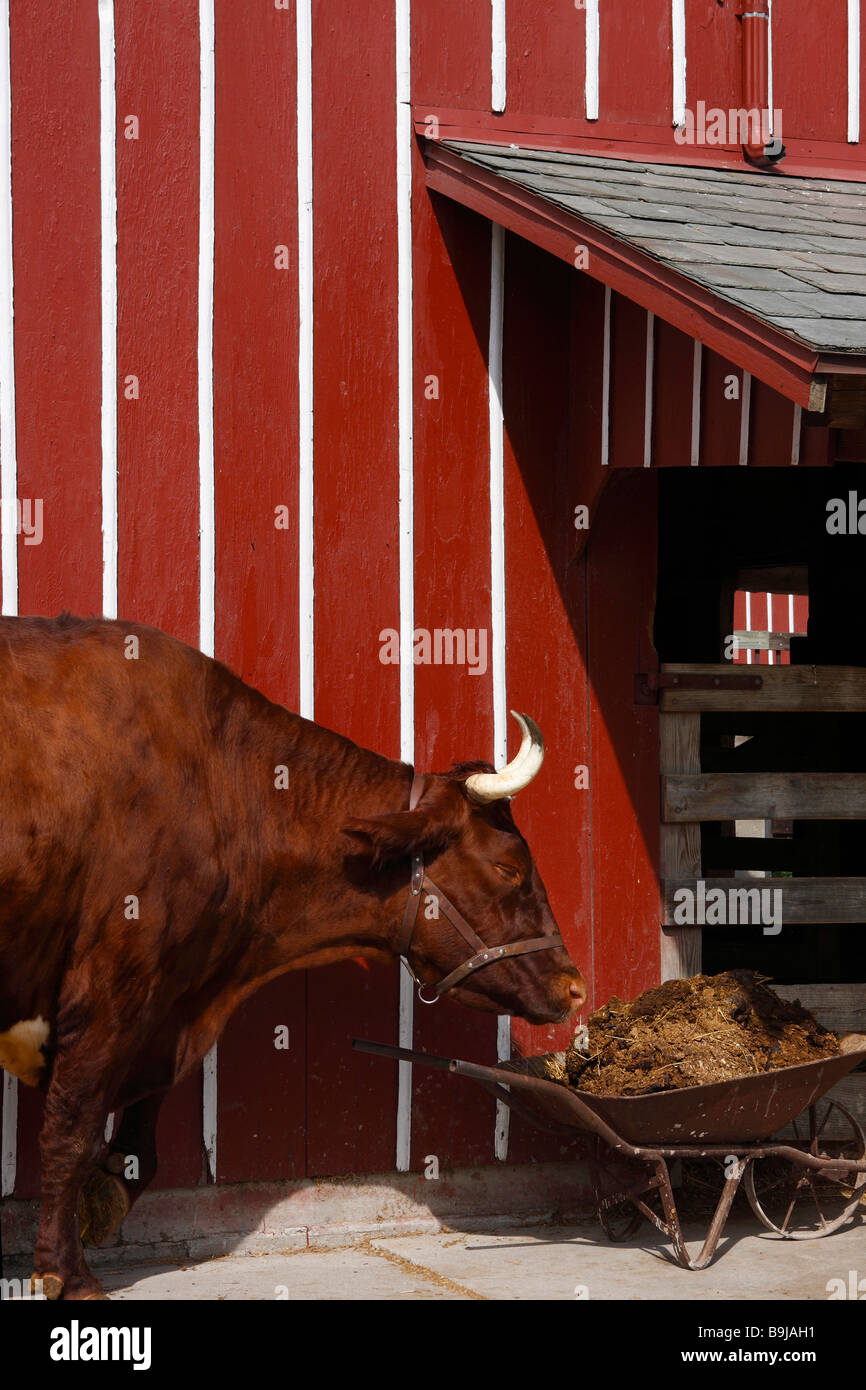 The brown bull in the farm house scene rural countryside nobody ...