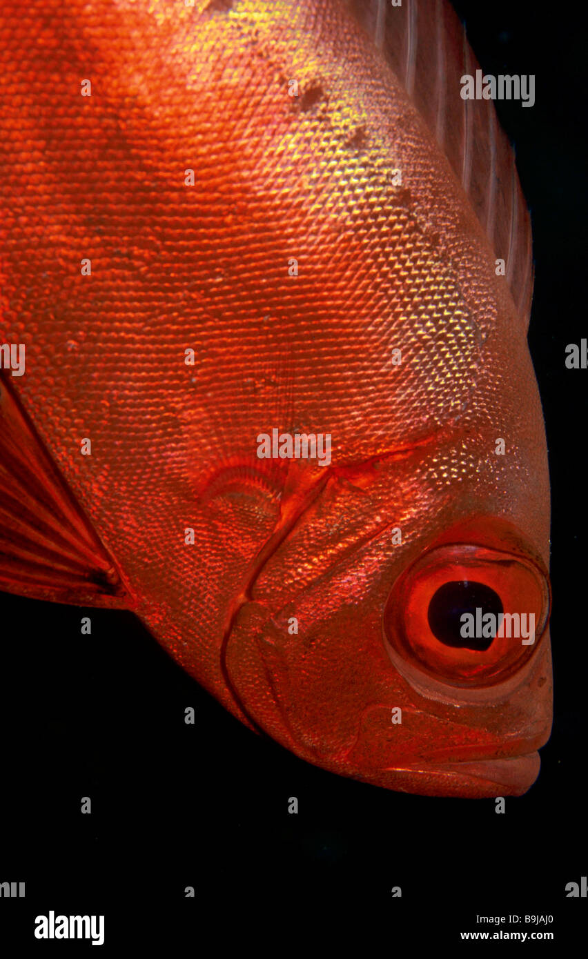 Crescent Tail Bigeye (Priacanthus hamrur), Red Sea, Egypt, Africa Stock ...