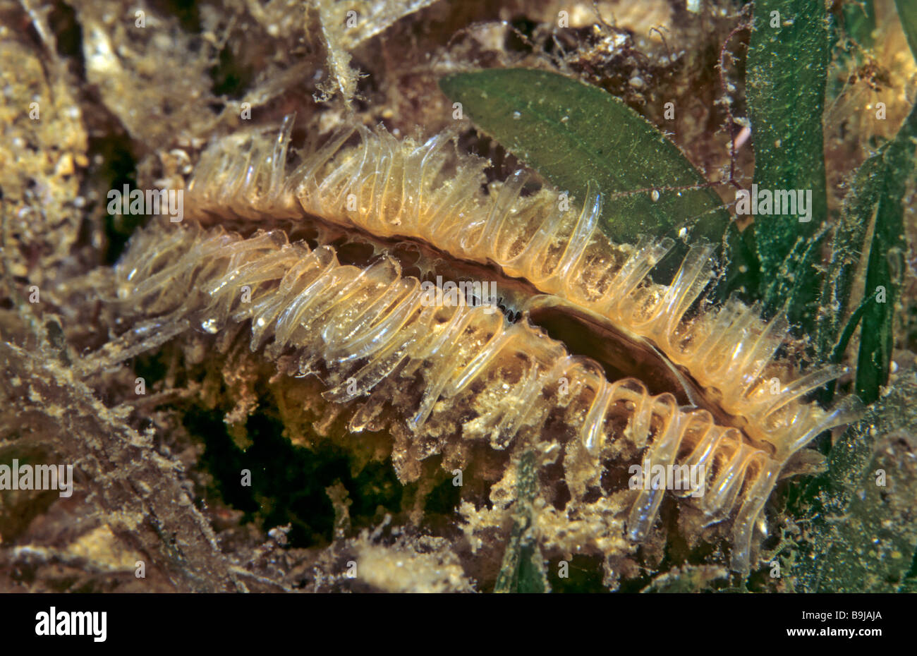 Scallop underwater shell hi-res stock photography and images - Alamy