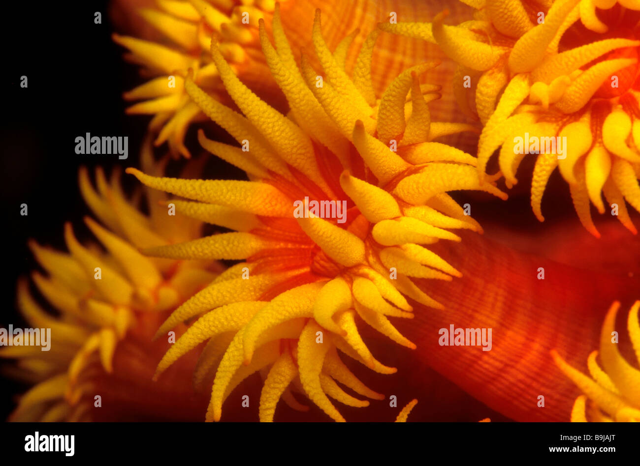 Tubastrea corals hi-res stock photography and images - Alamy