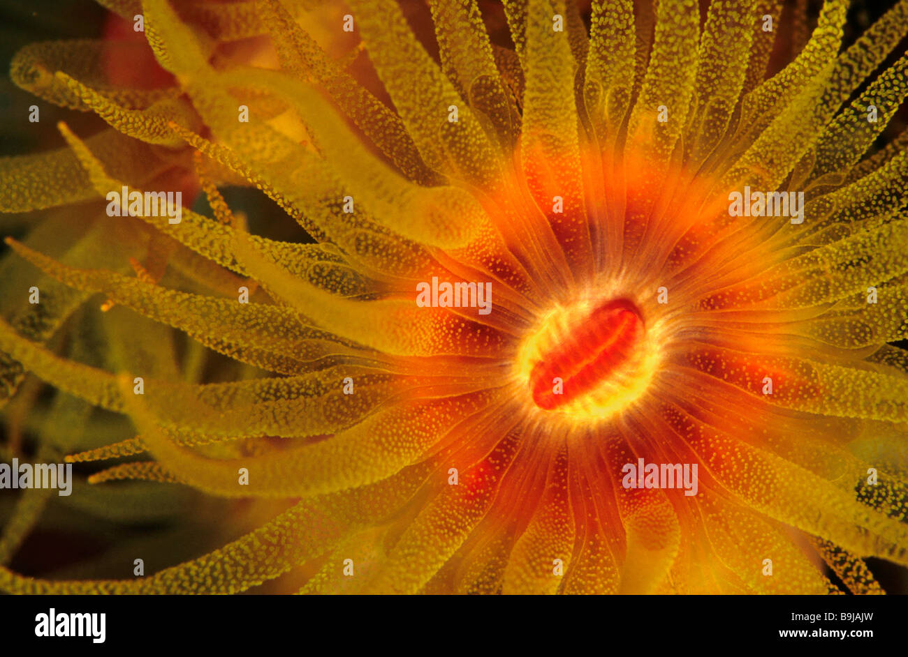 Tubastrea coral hi-res stock photography and images - Alamy