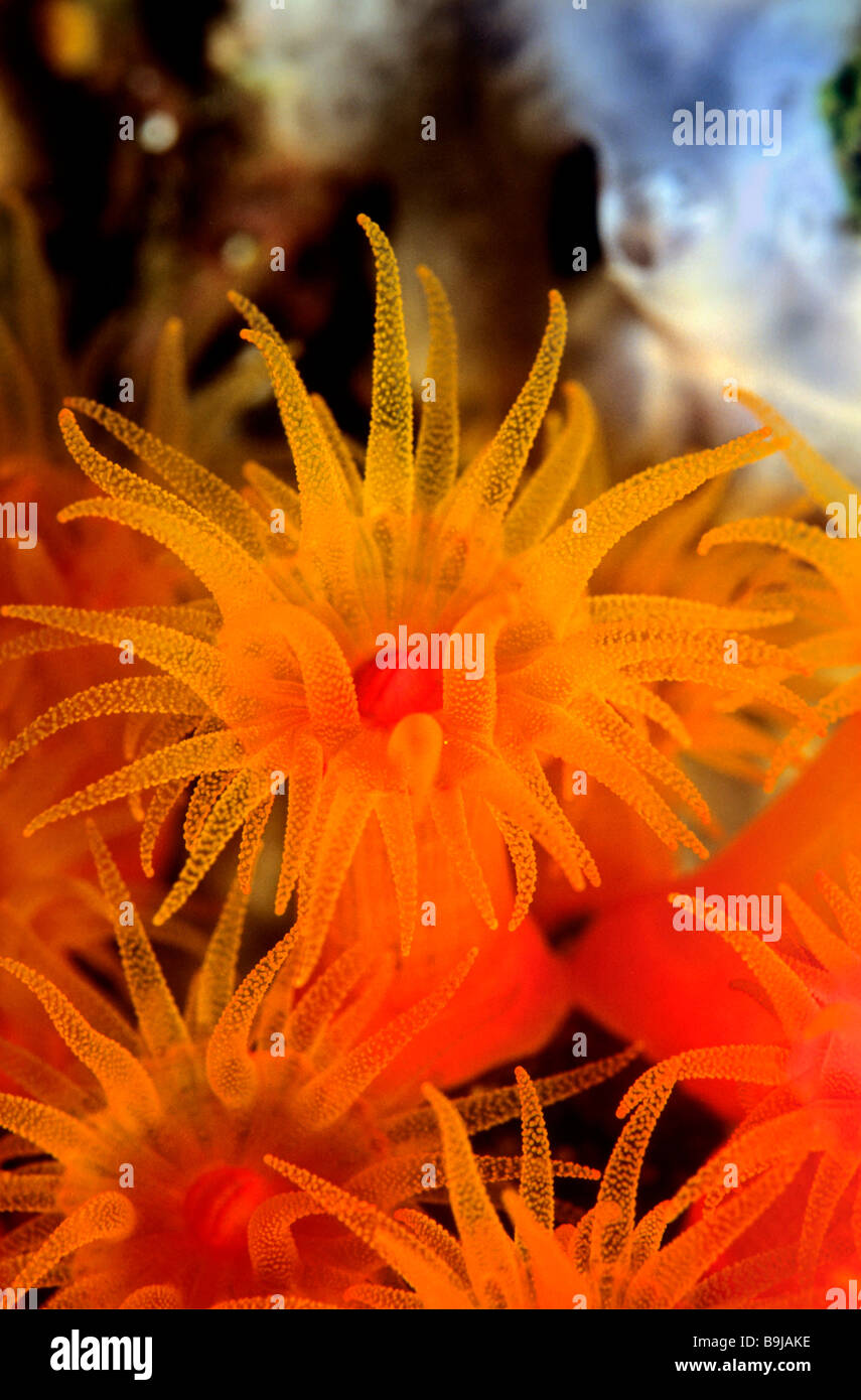Tubastrea coccinea hi-res stock photography and images - Alamy