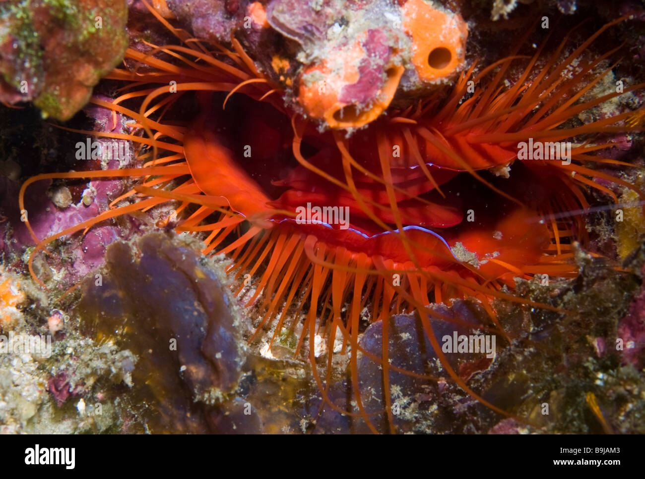 Limaria orientalis hi-res stock photography and images - Alamy