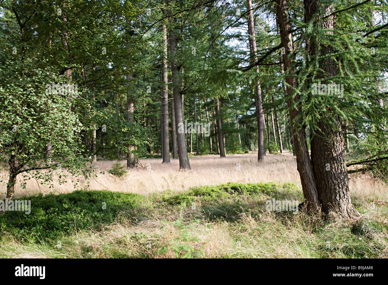 Germany trees hi-res stock photography and images - Alamy