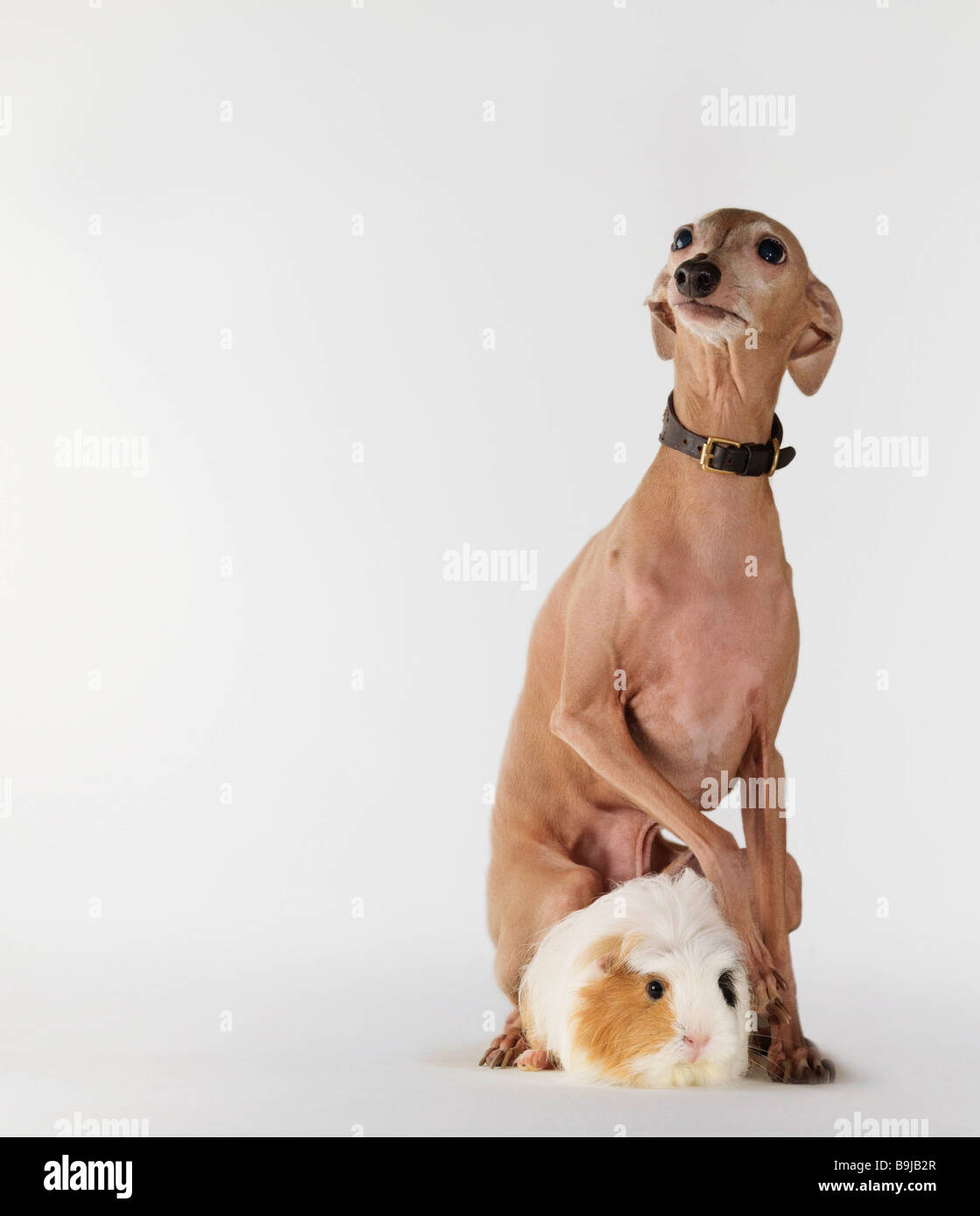 Pig and dog hi-res stock photography and images - Alamy
