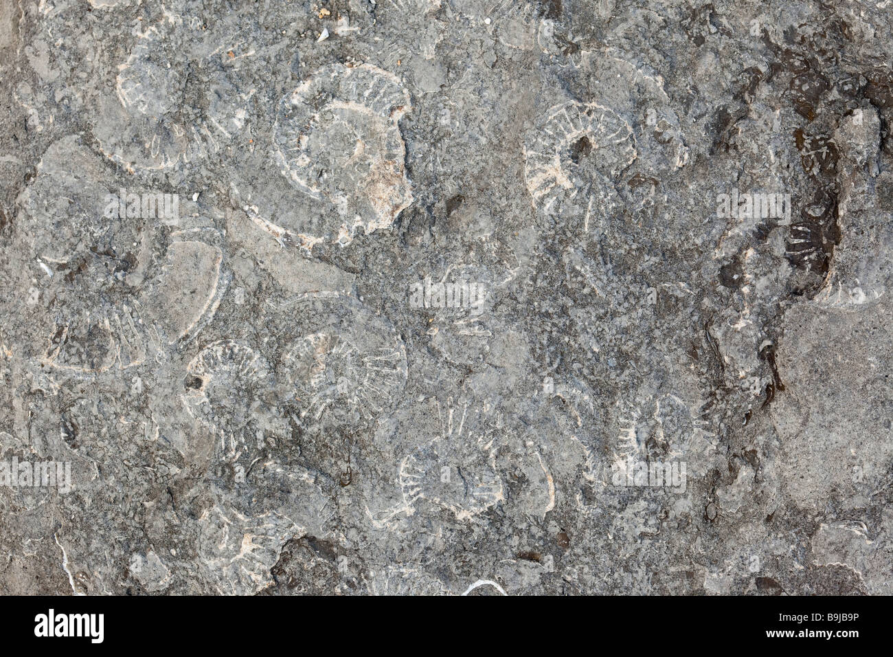 Fossil ammonites in grey rock Charmouth Dorset Stock Photo - Alamy