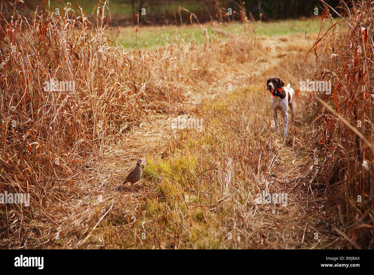 Hunting dog German short haired pointer on point with game bird Chukar ...