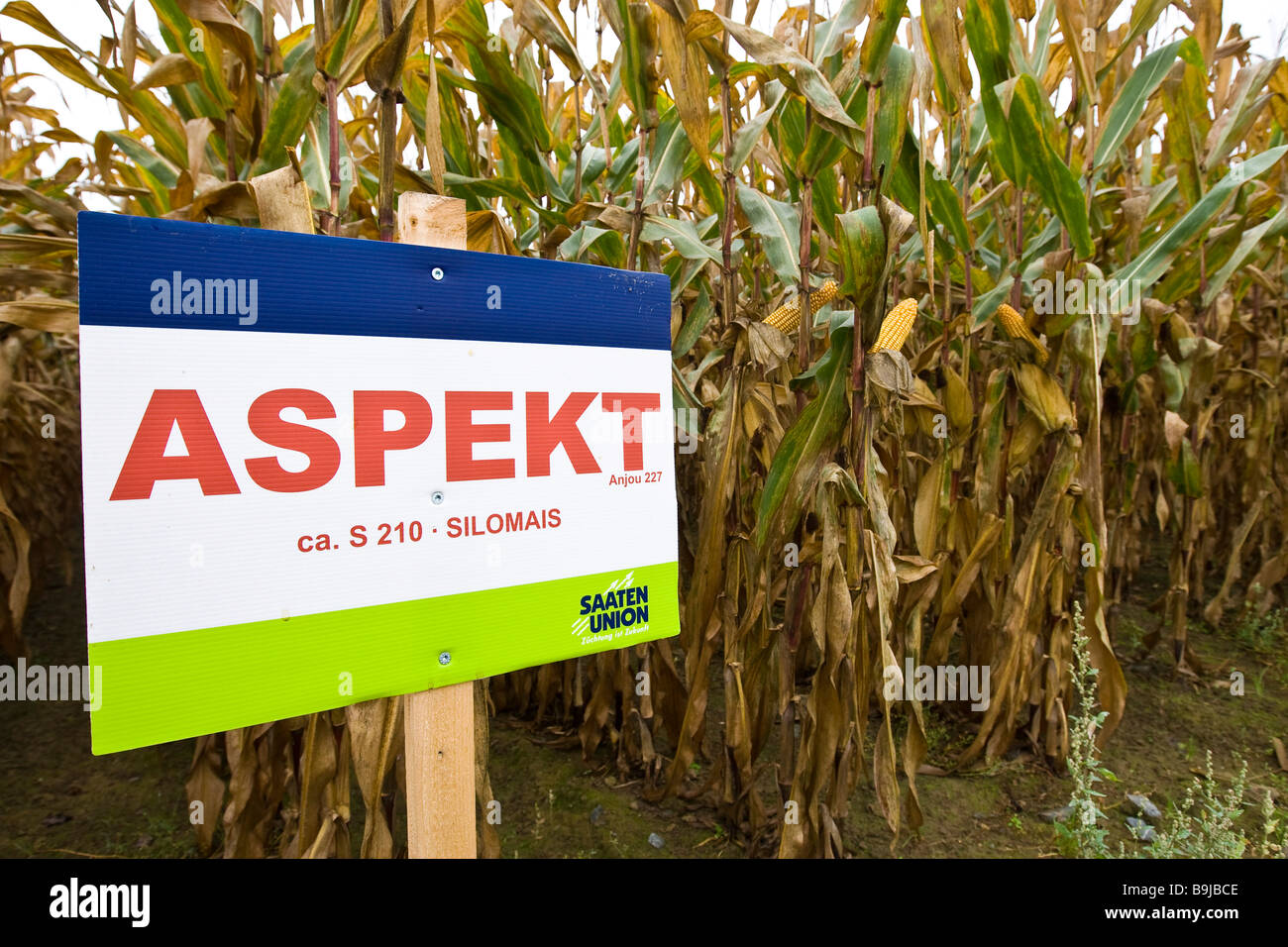 Maize silage hi-res stock photography and images - Alamy