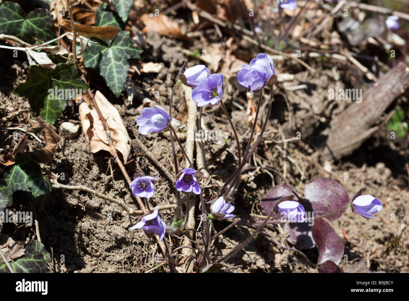 Herbaceous perennial plant Hepatica nobilis of the family Ranunculaceae ...