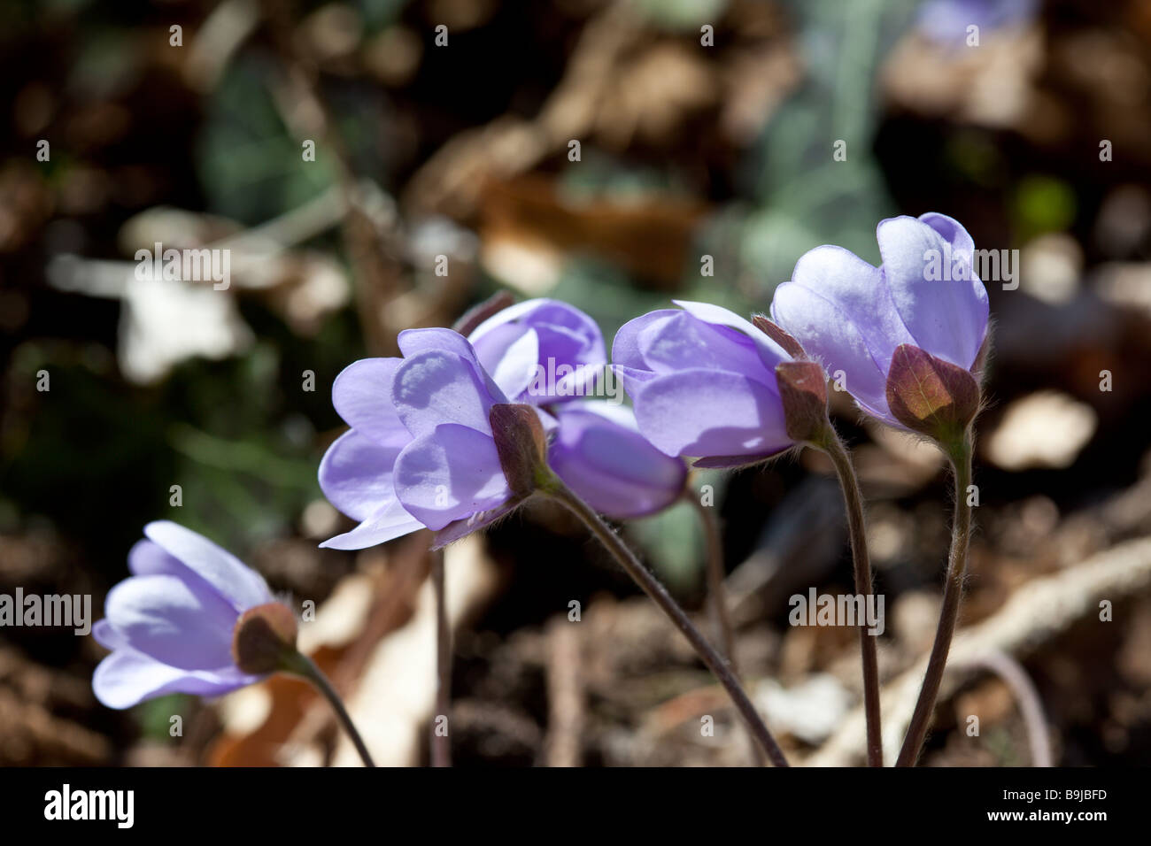 Herbaceous perennial plant Hepatica nobilis of the family Ranunculaceae ...