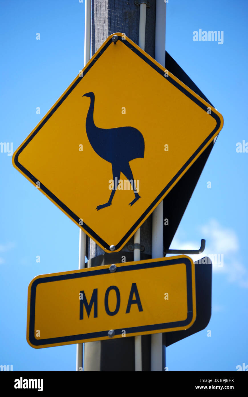 Moa bird hi-res stock photography and images - Alamy