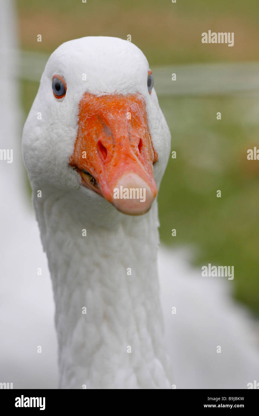 Agriculture usa smile hi-res stock photography and images - Alamy