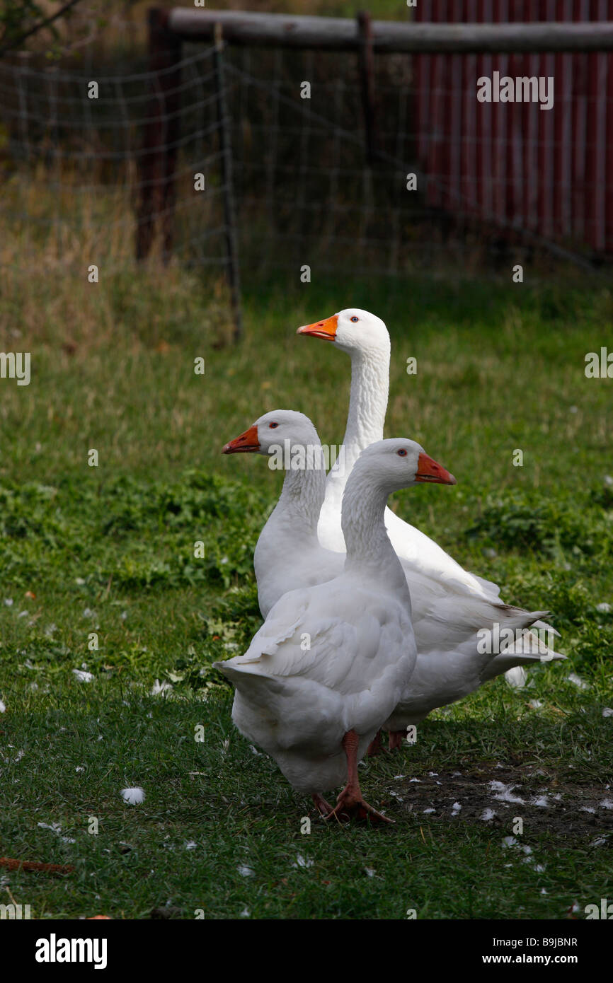 The white geese in the farm scene country side rural landscape overhead ...