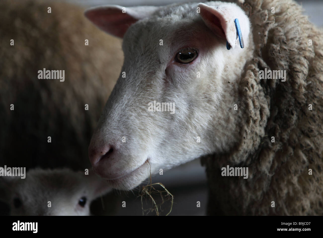 Berrichon Sheep High Resolution Stock Photography and Images - Alamy
