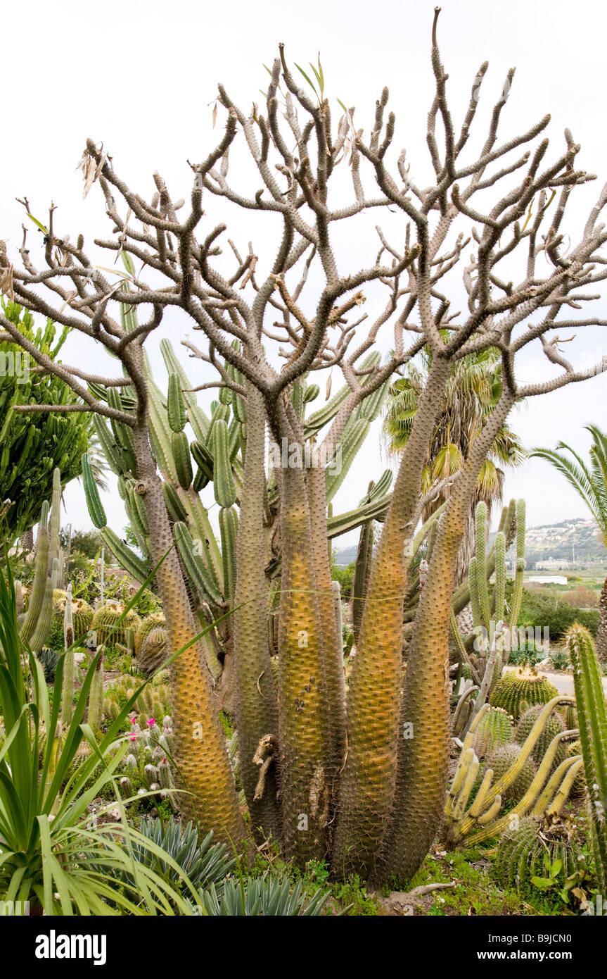 Cactus in a cactus garden Stock Photo - Alamy