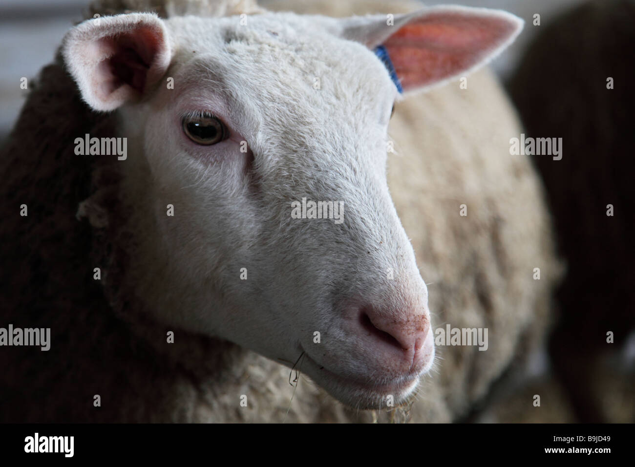 Sheep eyes ears ewe nose mouth hi-res stock photography and images - Alamy