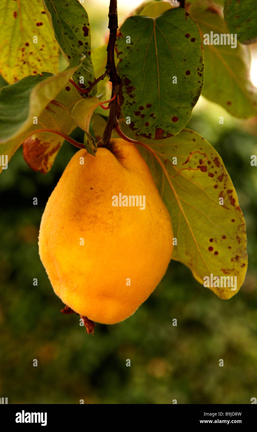 Cydonia oblonga quitte hi-res stock photography and images - Alamy