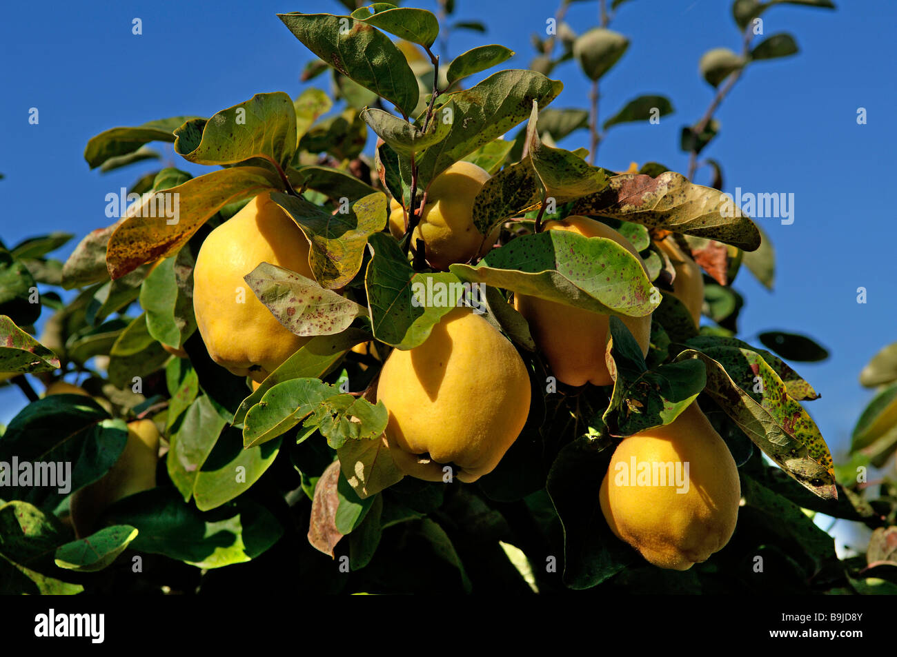 Cydonia oblonga quitte hi-res stock photography and images - Alamy