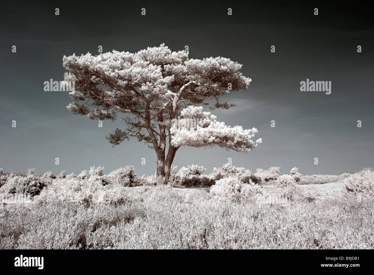 A photogenic pine tree at Bratley View in the New Forest, UK, shot in ...