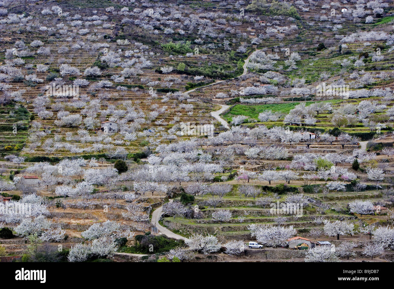 spain Extremadura Jerte-Valley cherry-bloom destination sight landscape ...