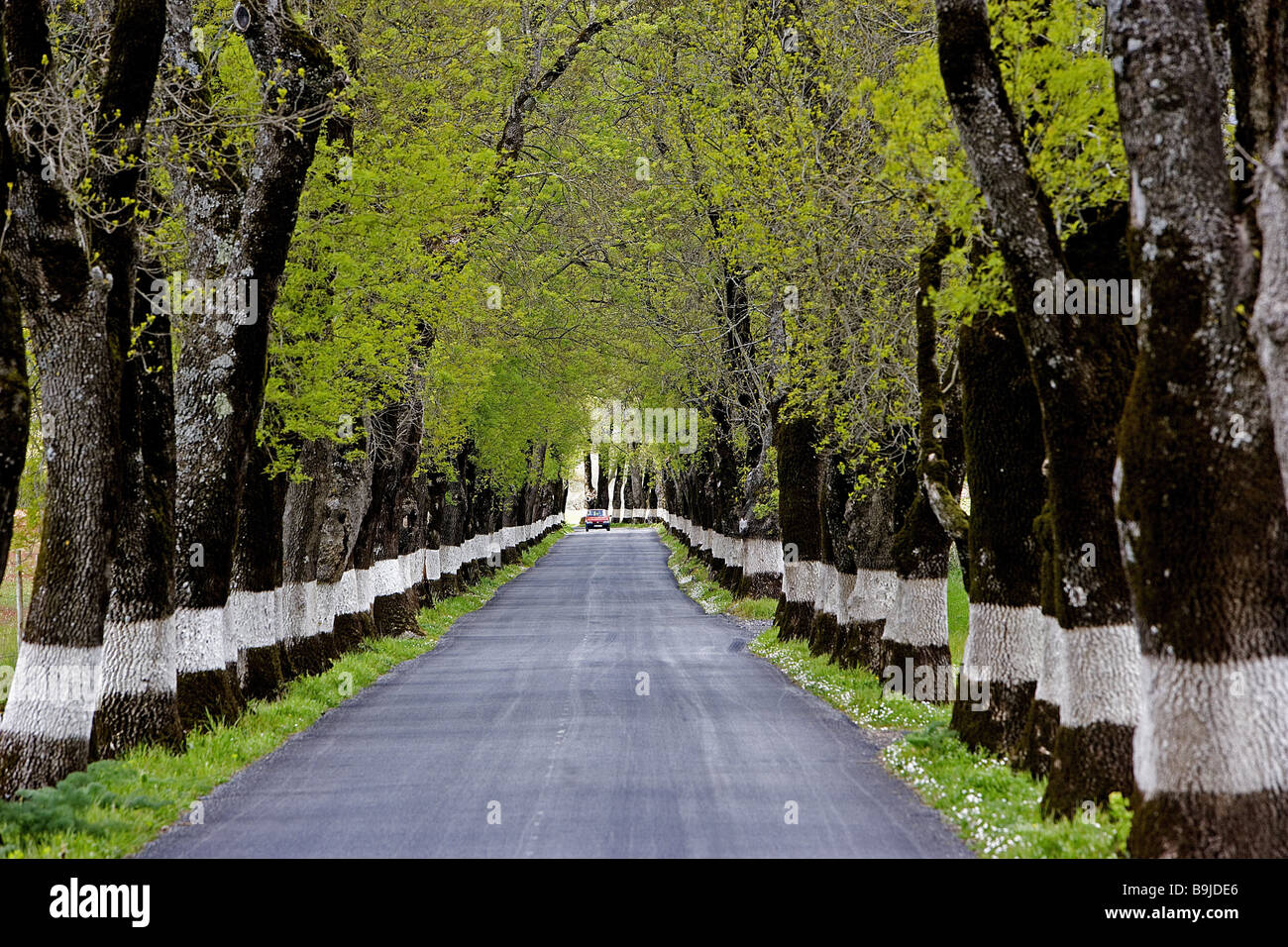 Portugal Portalegre avenue tree-trunks marking white street country ...