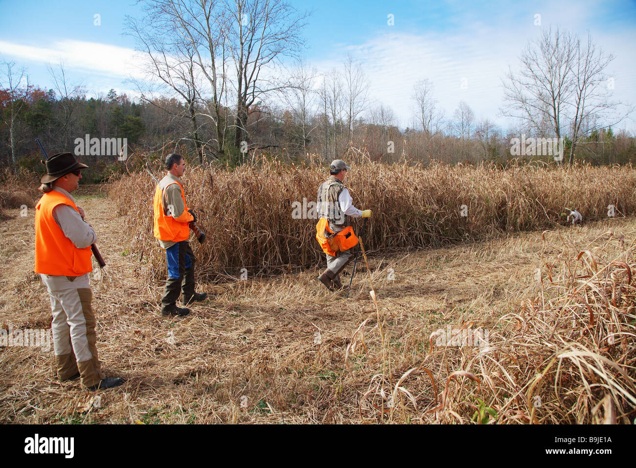 Hunting guide leads two bird hunters orange with guns through an open ...