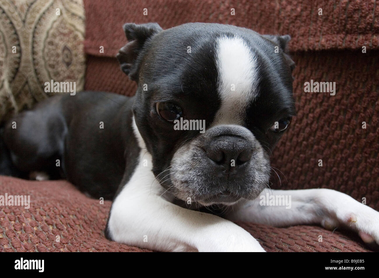 Boston terrier portrait Stock Photo - Alamy