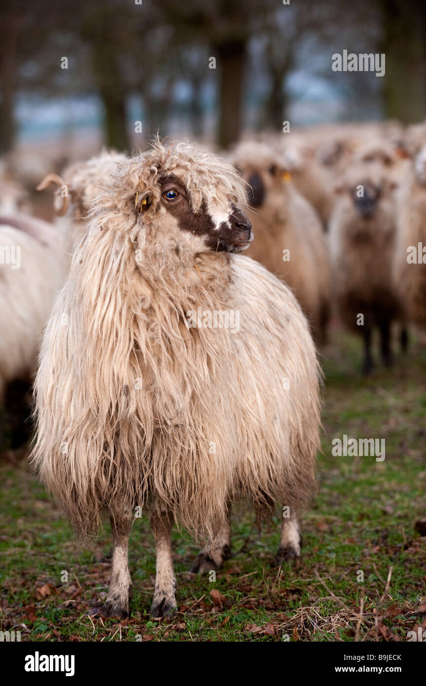 Tikena ewe A native breed of sheep from Romania Stock Photo - Alamy