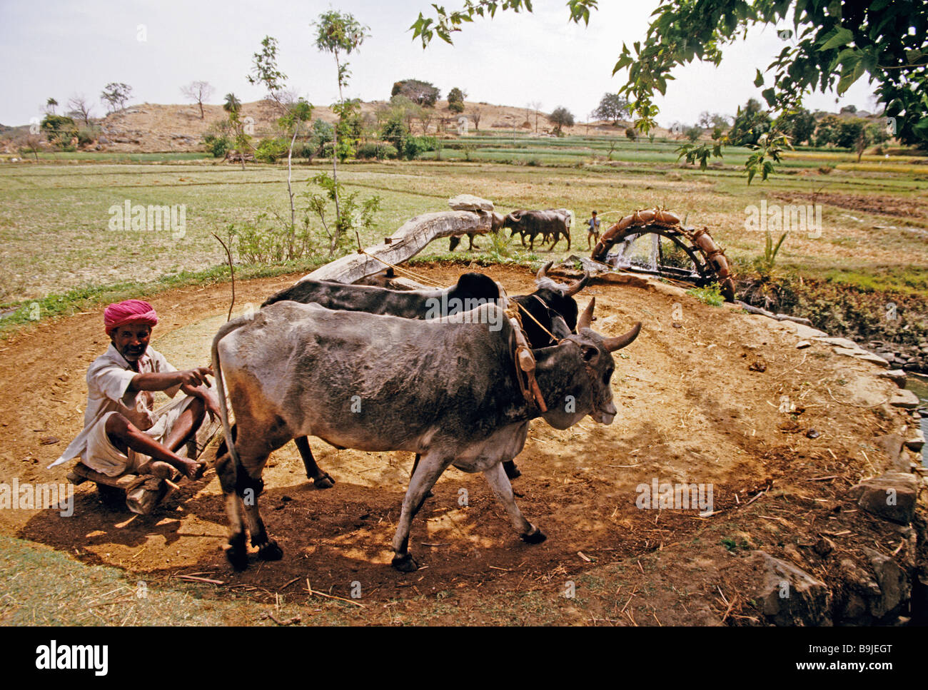 Rajasthani farmer on bullock powered irrigation wheel near Udaipur ...