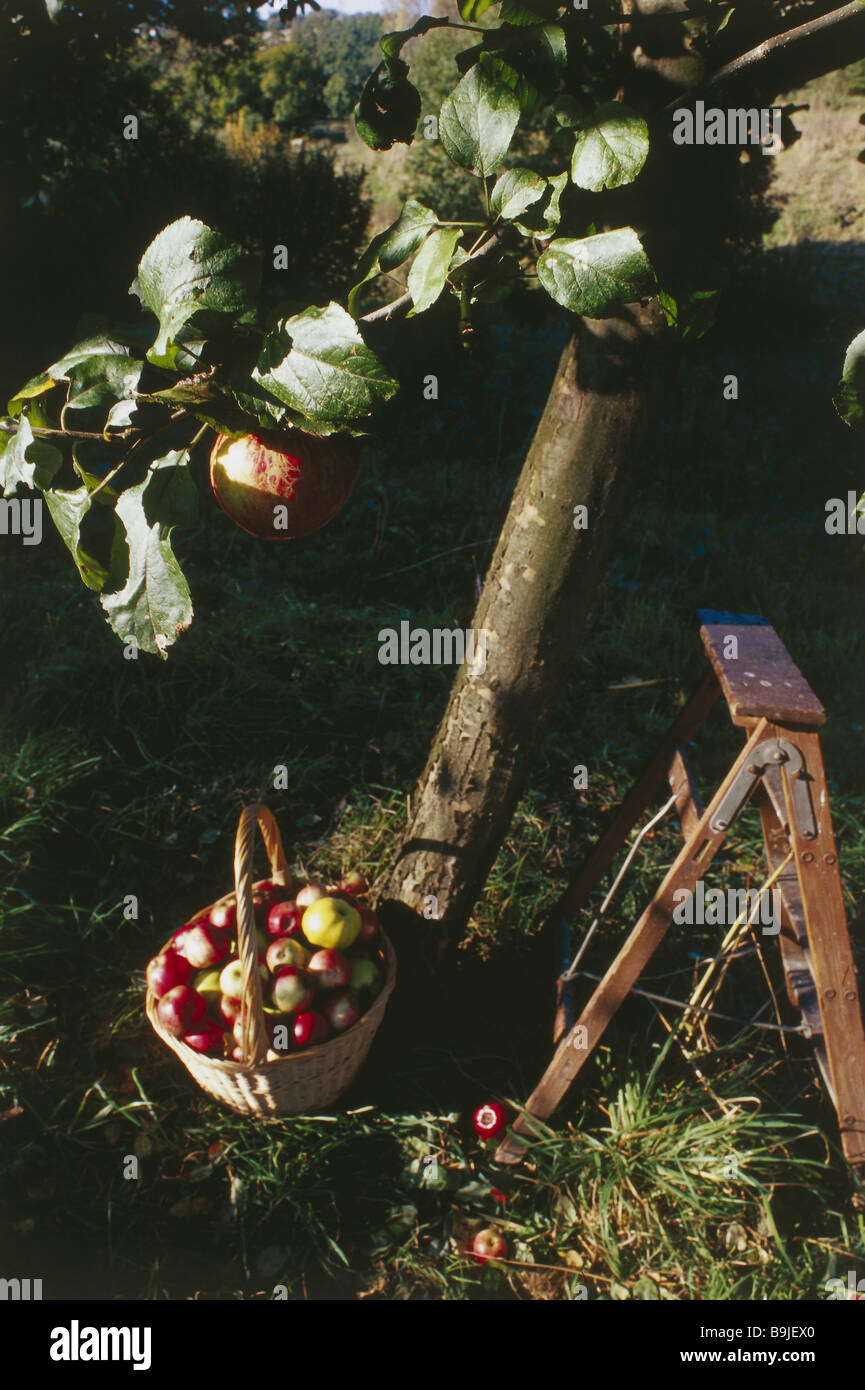 Apple tree wood-leaders basket apples harvest harvest fruit tree tree ...