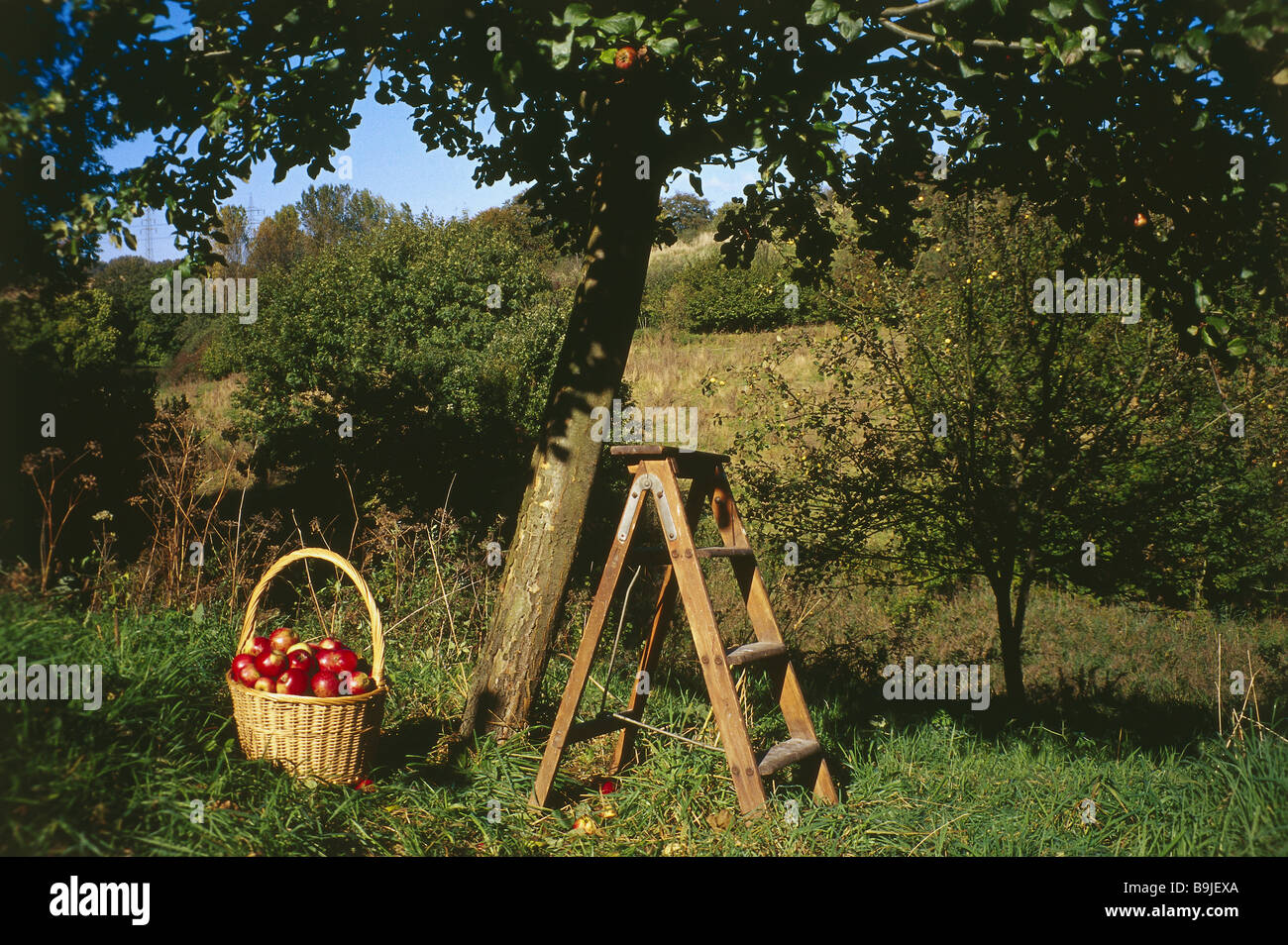 Apple tree wood-leaders basket apples harvest fruit tree tree apple ...