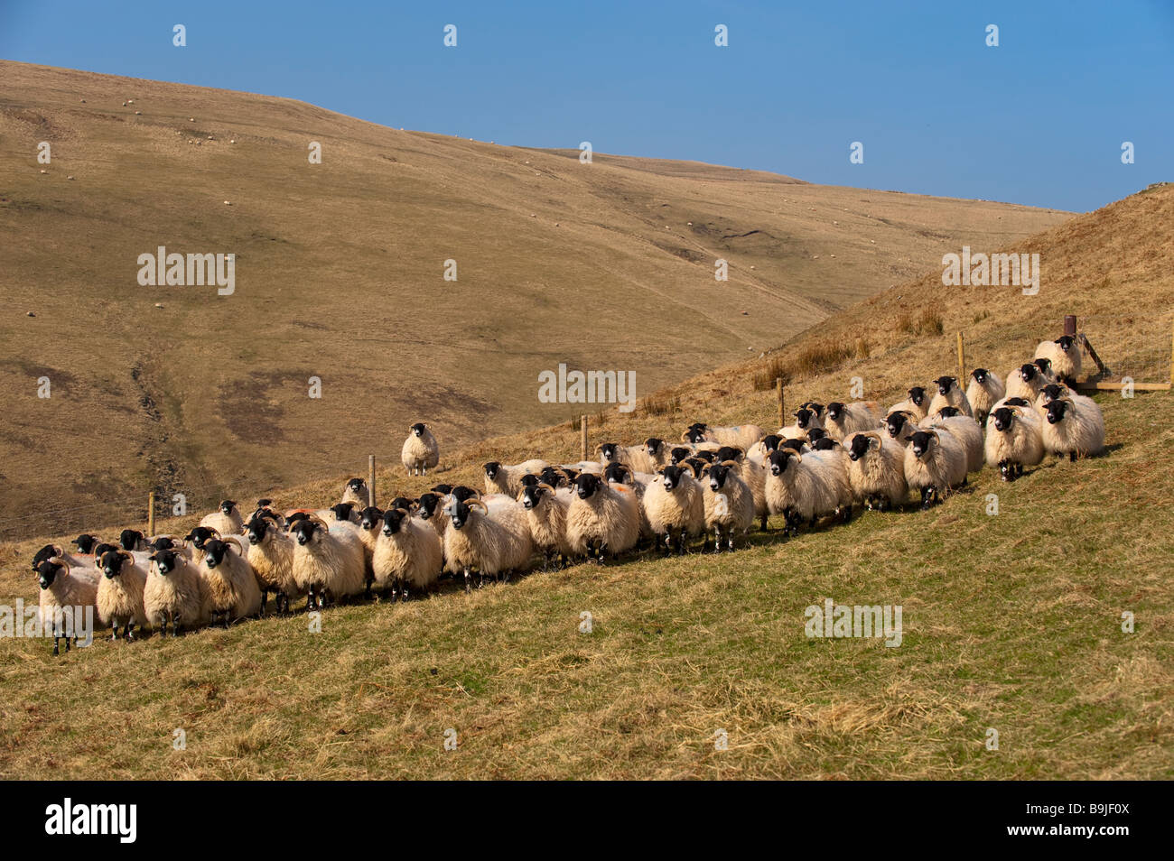Hexham type Scotch Blackface ewes on moorland in early Spring ...