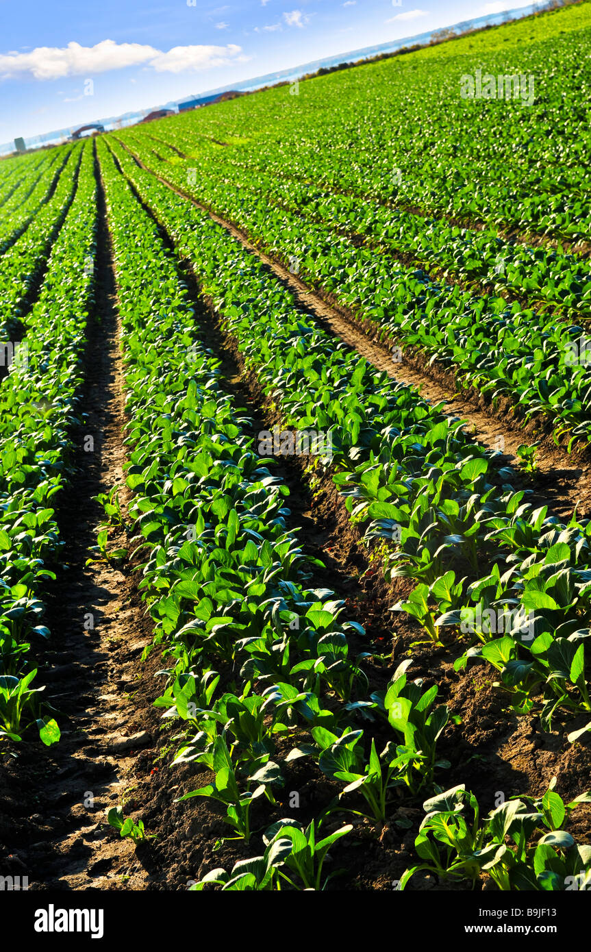 Rows of turnip plants in a cultivated farmers field Stock Photo - Alamy