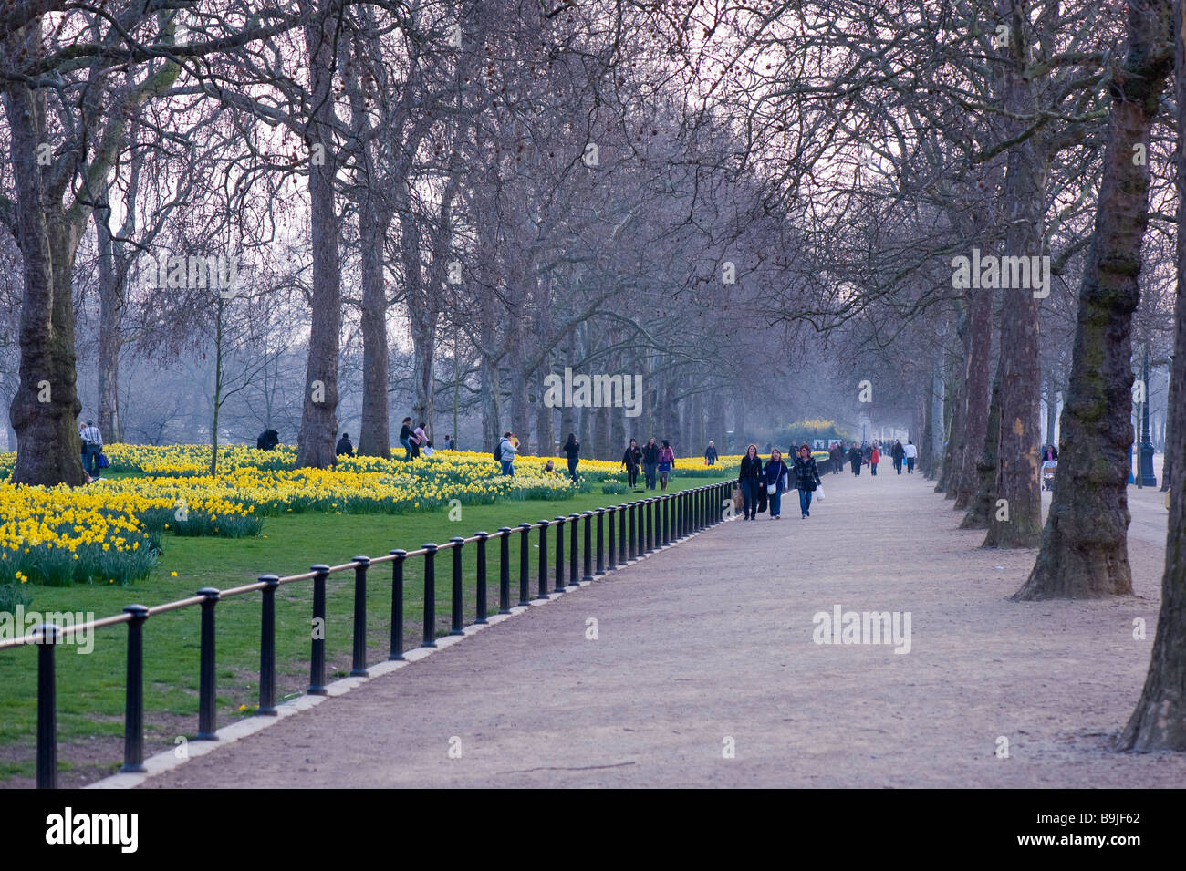 Yellow daffodils in spring blossom St James's Park London United ...