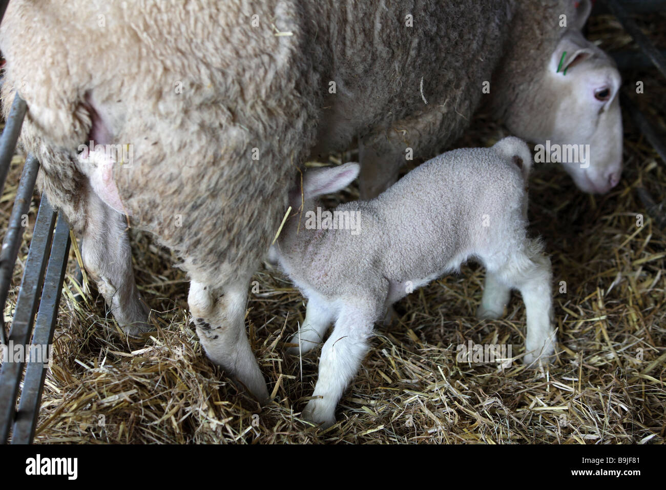 Berrichon du cher sheep suckling her lamb at a farm in England Stock ...