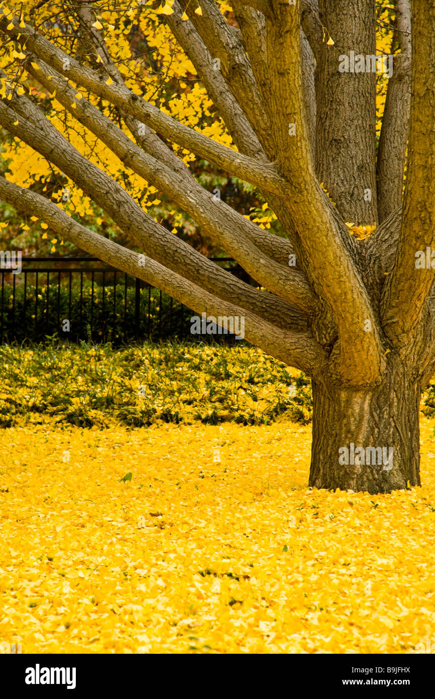Tree reflecting yellow light surrounded by bright yellow autumn leaves ...