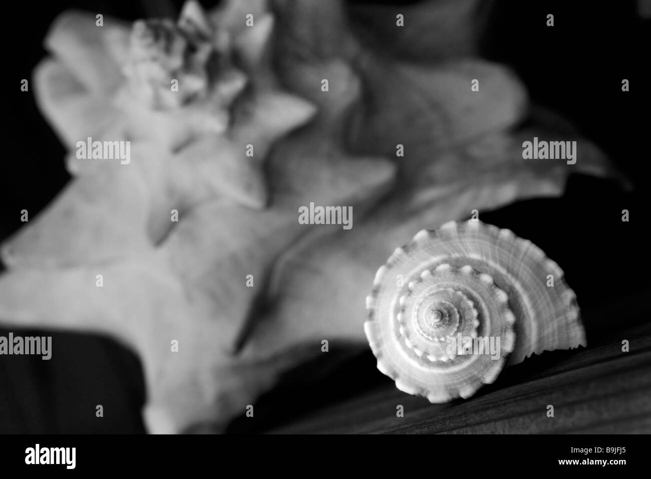 Large shell hi-res stock photography and images - Alamy