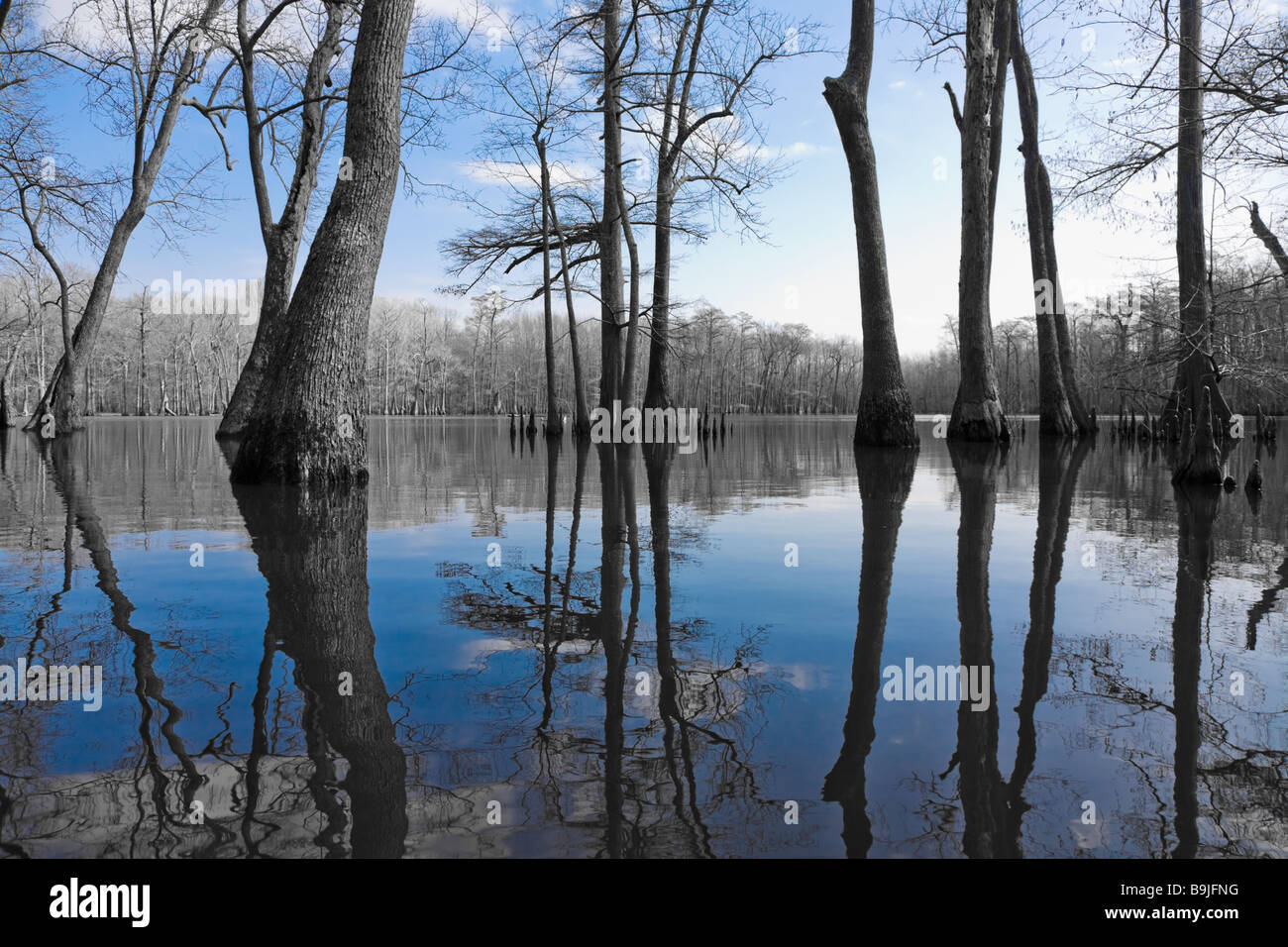 Cypress trees reflecting in clear water of swamp lake in eastern ...