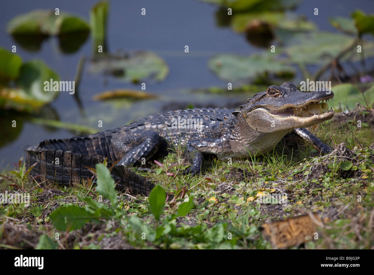 Alligator and young in mouth hi-res stock photography and images - Alamy