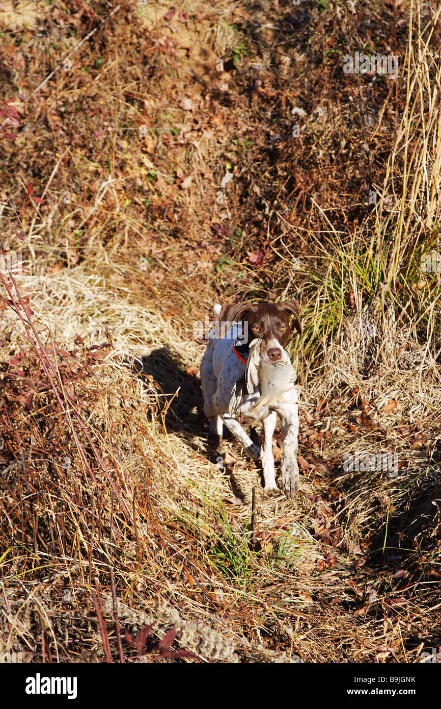 Hunting dog German short haired pointer retrieving a game bird Game ...