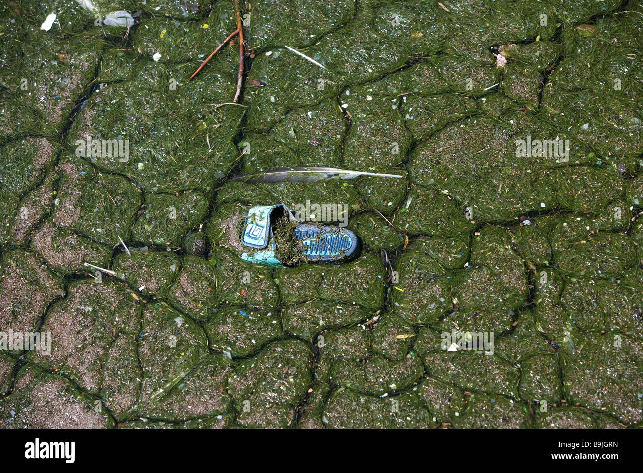 Shores flotsam shoe Waste sewage Abwaesser algae alluvial accumulation ...