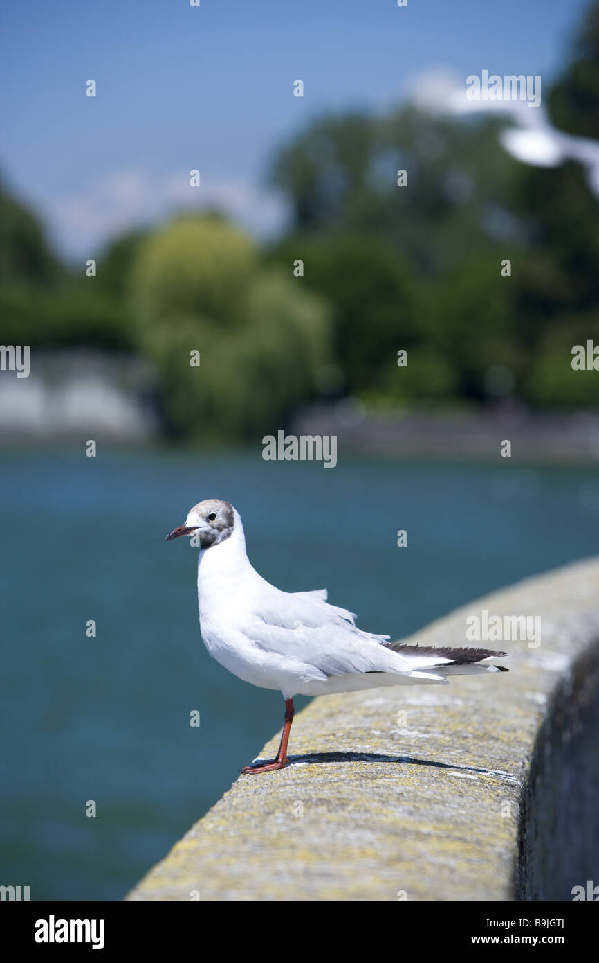 Gulln hi-res stock photography and images - Alamy