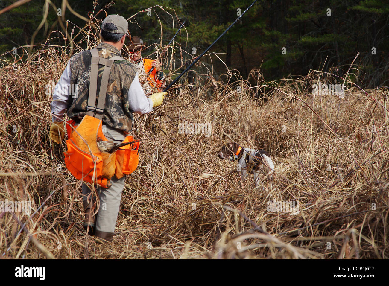 Hunting dog German short haired pointer on point under the watchful eye ...