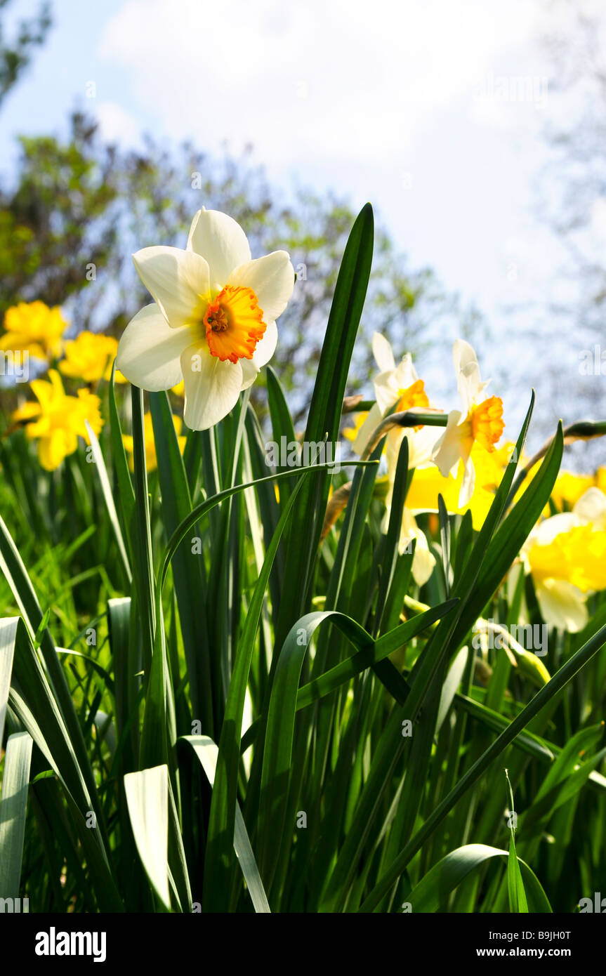 Field of blooming daffodils in spring park Stock Photo - Alamy