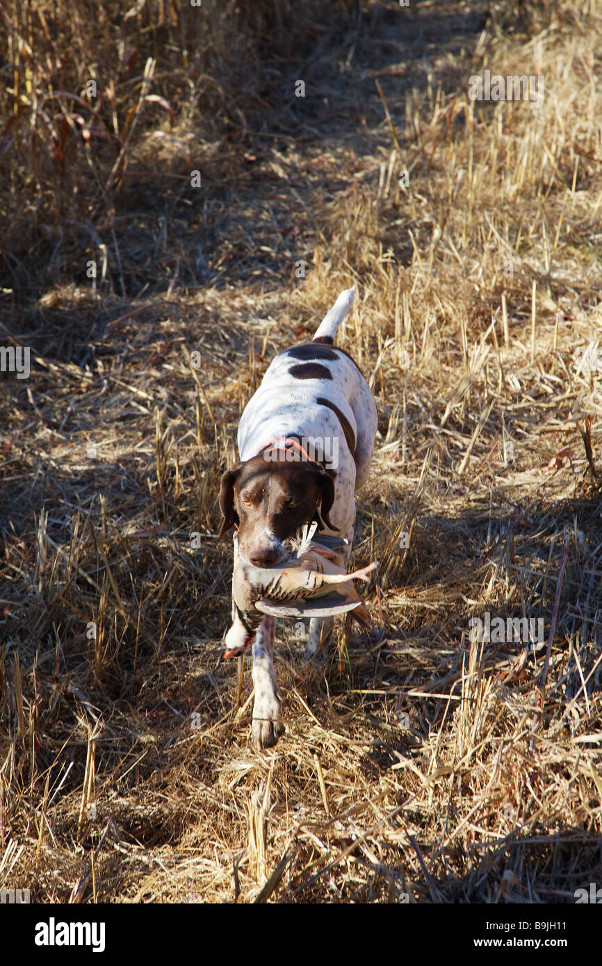 Hunting dog German short haired pointer retrieving a game bird Game ...