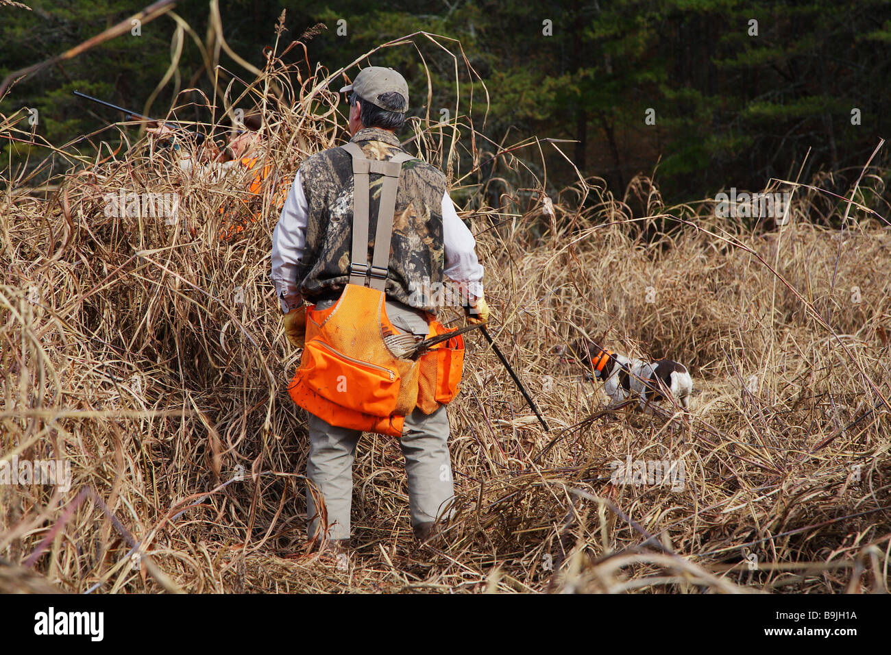 Bird hunter fires at game as the hunting guide and bird dog look on ...