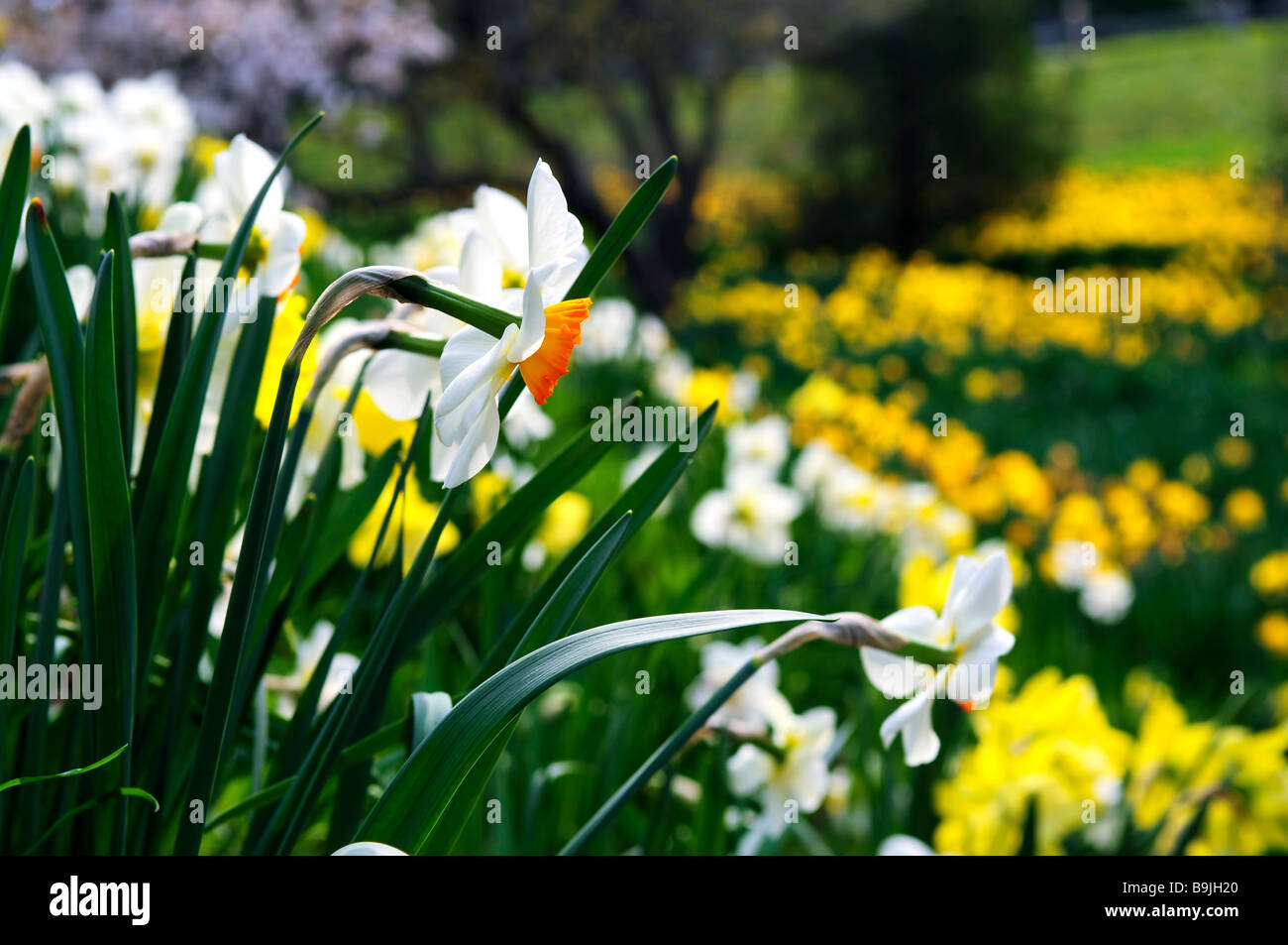 Field of blooming daffodils in spring park Stock Photo - Alamy